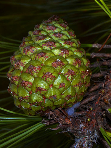 Pinus oocarpa | Fotos de Campo | The Field Museum