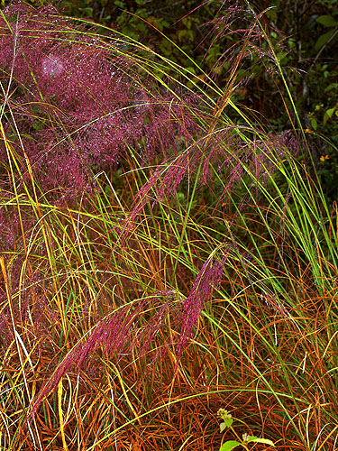 Melinis minutiflora | Live Plant Photos | The Field Museum