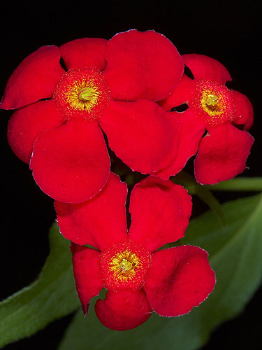 Rondeletia strigosa | Live Plant Photos | The Field Museum