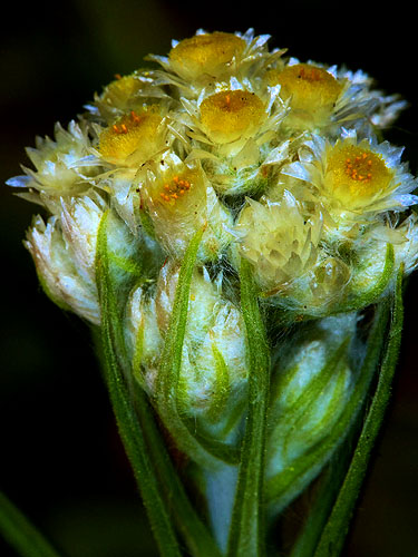 Gnaphalium brachypterum | Fotos de Campo | The Field Museum