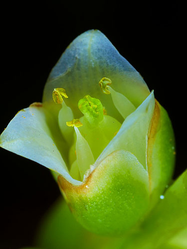 Catopsis floribunda | Live Plant Photos | The Field Museum