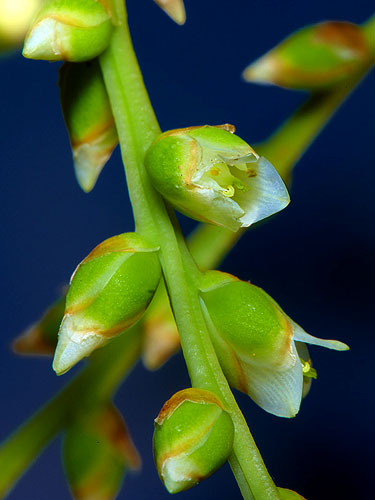 Catopsis floribunda | Live Plant Photos | The Field Museum