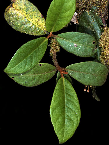Parathesis leptopa | Live Plant Photos | The Field Museum