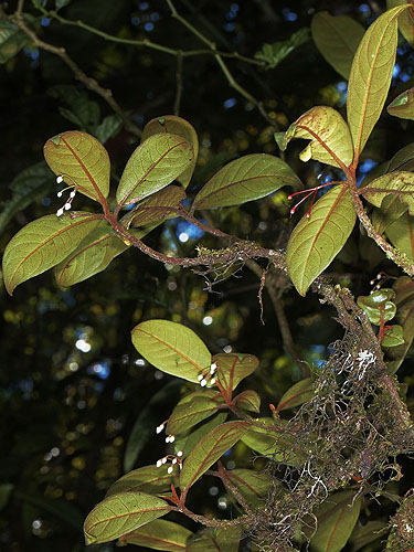 Parathesis leptopa | Fotos de Campo | The Field Museum