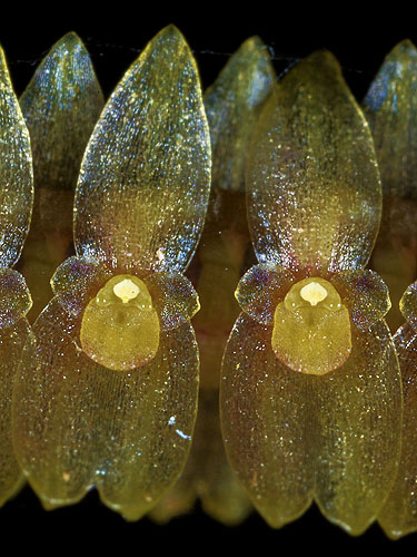 Lepanthopsis floripecten | Fotos de Campo | The Field Museum