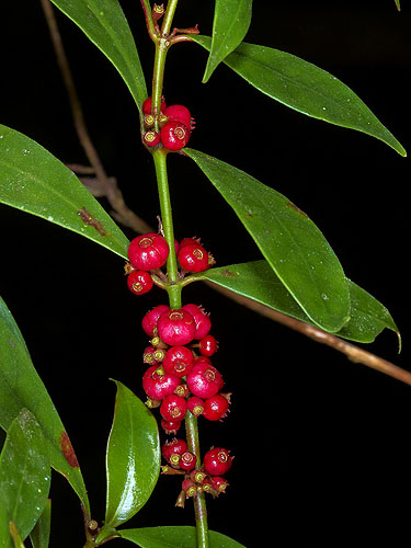 Hoffmannia nicotianifolia | Live Plant Photos | The Field Museum