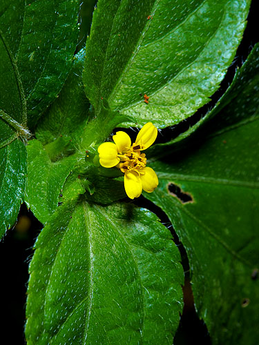 Synedrella nodiflora | Fotos de Campo | The Field Museum
