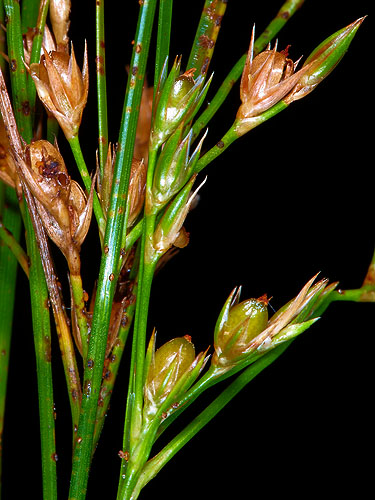 Juncus Validus Juncus validus - Species Page - APA: Alabama Plant Atlas