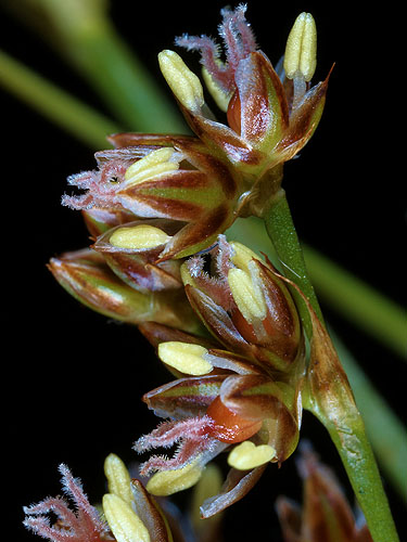 Juncus tenuis | Live Plant Photos | The Field Museum