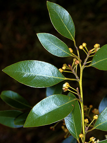 Litsea glaucescens | Fotos de Campo | The Field Museum
