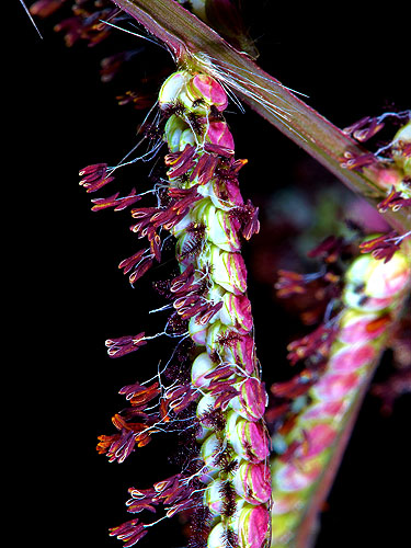 Paspalum lentiginosum | Fotos de Campo | The Field Museum