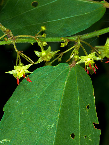 Byttneria aculeata | Live Plant Photos | The Field Museum