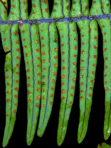 Pecluma alfredii | Fotos de Campo | The Field Museum