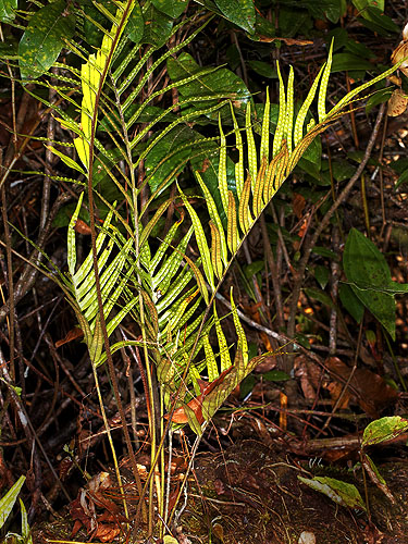 Polypodium lepidotrichum | Live Plant Photos | The Field Museum