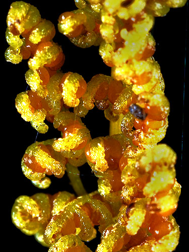 Anemia phyllitidis | Fotos de Campo | The Field Museum