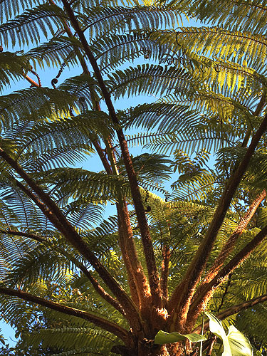Cyathea fulva | Live Plant Photos | The Field Museum