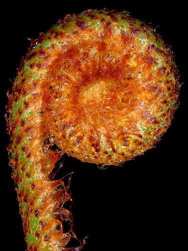 Sticherus bifidus | Fotos de Campo | The Field Museum