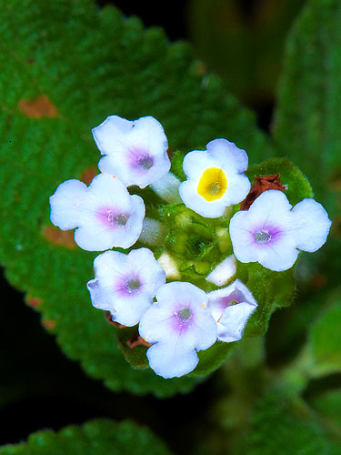 Lantana hirta | Fotos de Campo | The Field Museum