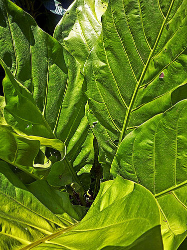 Anthurium cubense | Fotos de Campo | The Field Museum