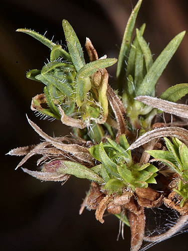 Pectis uniaristata | Live Plant Photos | The Field Museum