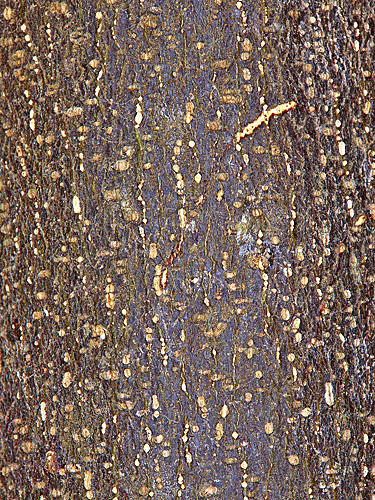 Quadrella indica | Fotos de Campo | The Field Museum