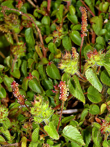 Acalypha microphylla | Live Plant Photos | The Field Museum