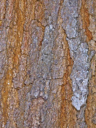 Quercus segoviensis | Fotos de Campo | The Field Museum