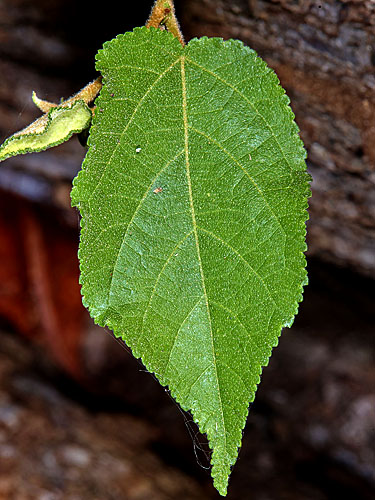 Guazuma ulmifolia | Fotos de Campo | The Field Museum