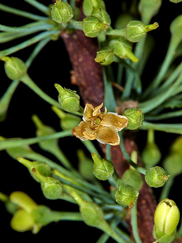 Sideroxylon capiri | Fotos de Campo | The Field Museum