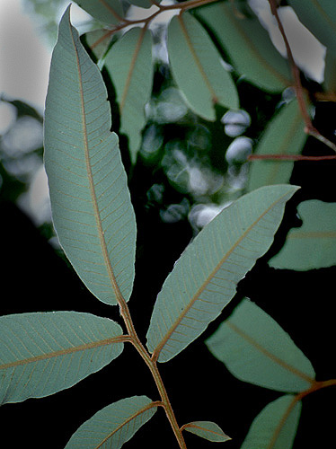 Virola mollissima | Live Plant Photos | The Field Museum