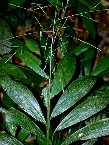 Pharus virescens | Fotos de Campo | The Field Museum