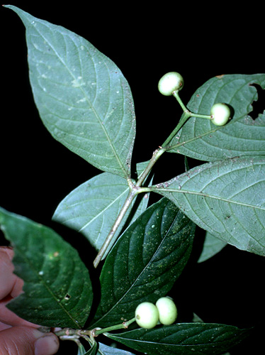 Coussarea | Fotos de Campo | The Field Museum