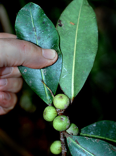 Ficus piresiana | Fotos de Campo | The Field Museum