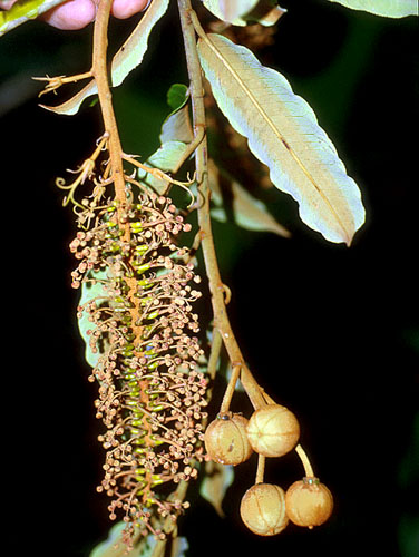 Mabea fistulifera | Live Plant Photos | The Field Museum
