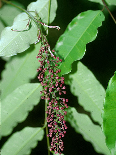 Mabea occidentalis | Fotos de Campo | The Field Museum