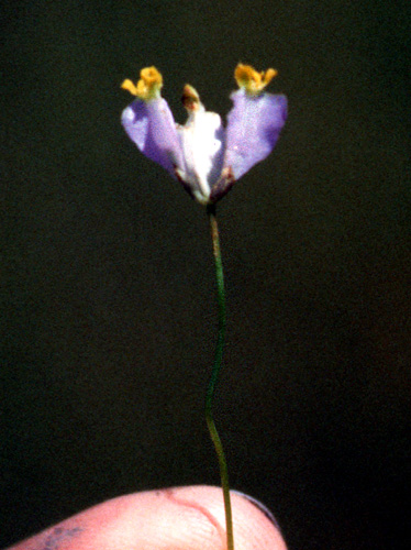 Burmannia bicolor | Live Plant Photos | The Field Museum