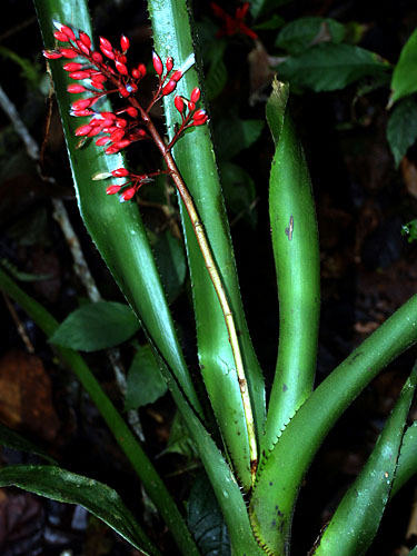 Aechmea ferruginea | Live Plant Photos | The Field Museum
