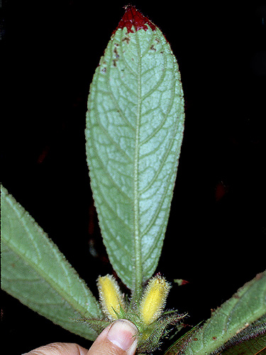 Columnea villosissima | Fotos de Campo | The Field Museum
