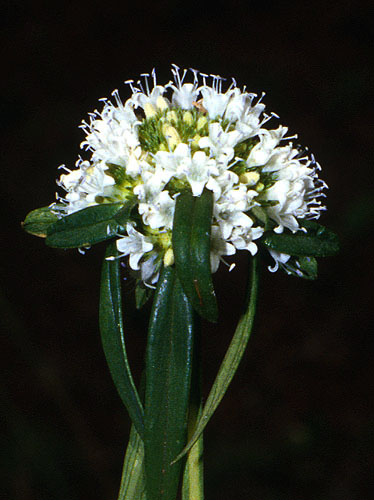 Borreria spinosa | Live Plant Photos | The Field Museum