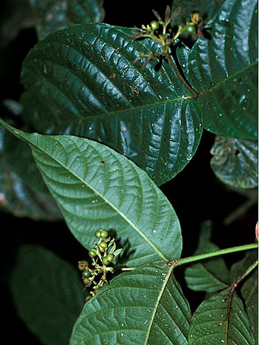 Psychotria herzogii | Fotos de Campo | The Field Museum
