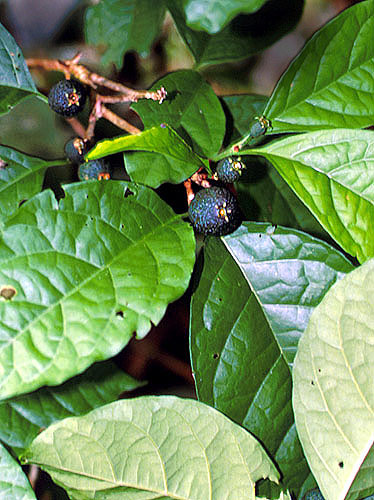 Randia | Fotos de Campo | The Field Museum