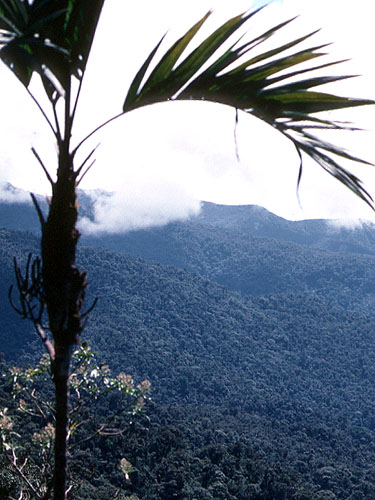 Geonoma densa | Live Plant Photos | The Field Museum