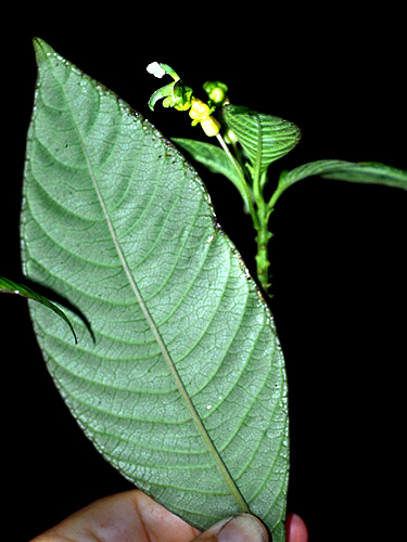 Burmeistera multiflora | Fotos de Campo | The Field Museum