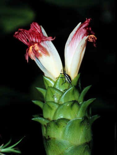 Costus amazonicus | Live Plant Photos | The Field Museum