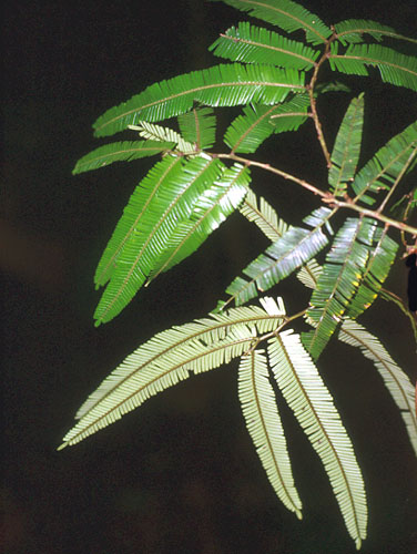 Machaerium multifoliolatum | Fotos de Campo | The Field Museum