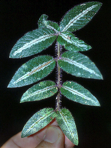 Psychotria variegata | Live Plant Photos | The Field Museum