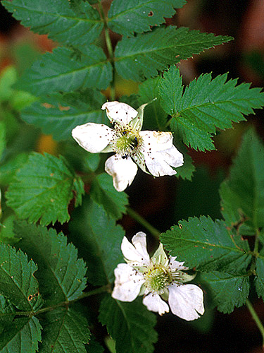 Rubus rosifolius | Fotos de Campo | The Field Museum
