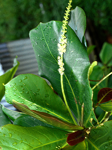 Terminalia catappa | Live Plant Photos | The Field Museum