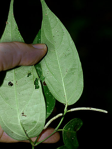 Piper playa-blancanum | Fotos de Campo | The Field Museum
