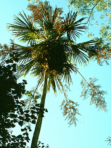 Sabal mauritiiformis | Live Plant Photos | The Field Museum